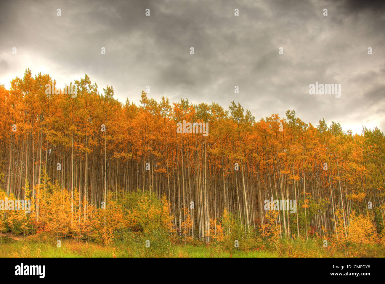Poplar tree forest autumn hi-res stock photography and images - Alamy