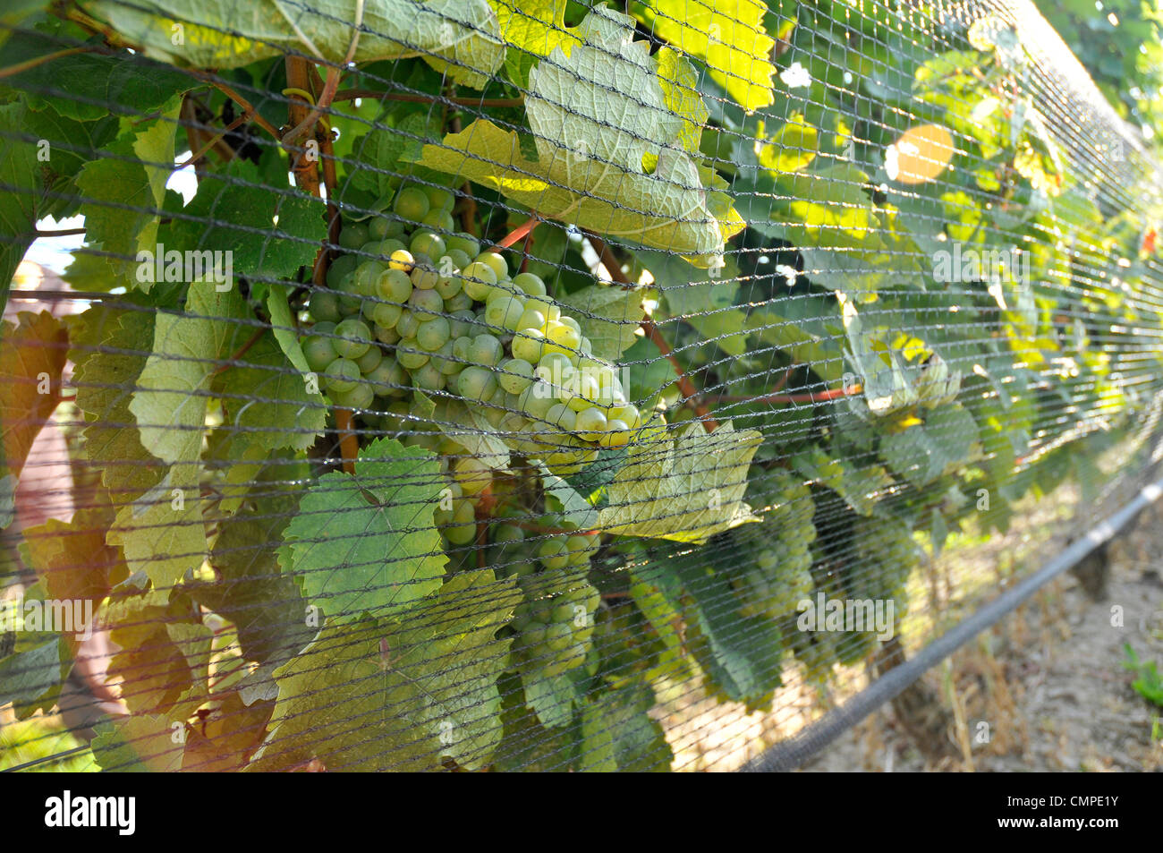 Netting over ready to harvest vineyard grapes, Beamsville, Ontario ...