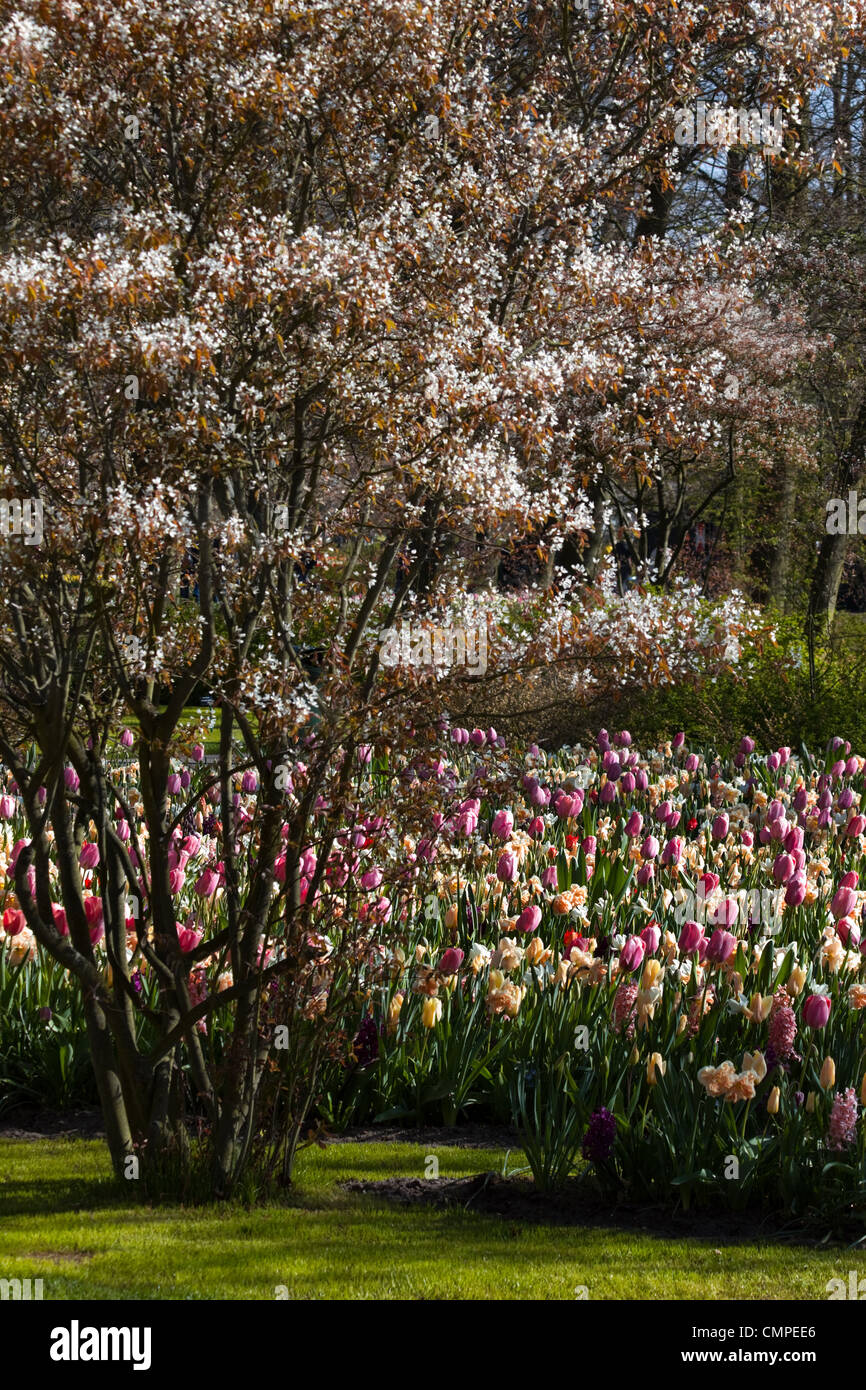Spring is blooming in beautiful pastel colors Stock Photo - Alamy