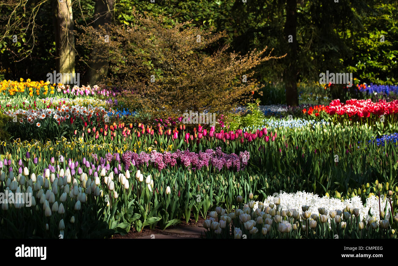 Tulips, hyacinths and daffodils in colorful spring garden in april ...
