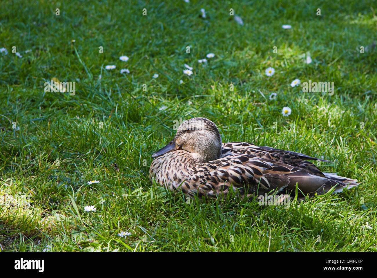 Duck resting hi-res stock photography and images - Alamy