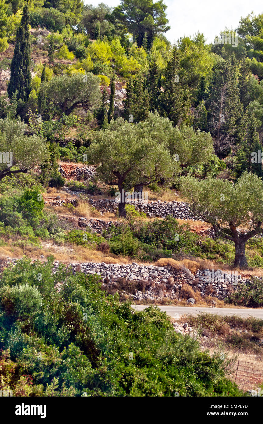 Rows of olive trees - olive tree plantation Stock Photo - Alamy