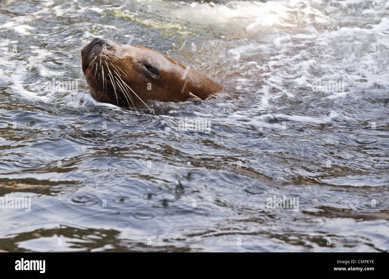 Sea-lion swimming and splashing water Stock Photo - Alamy