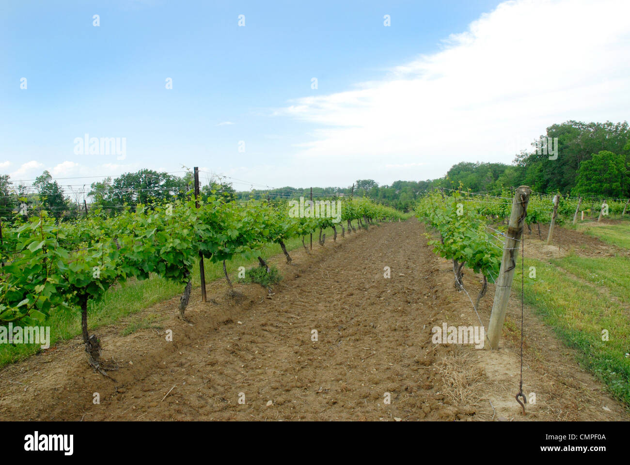 Beamsville Ontario Vineyard High Resolution Stock Photography and ...