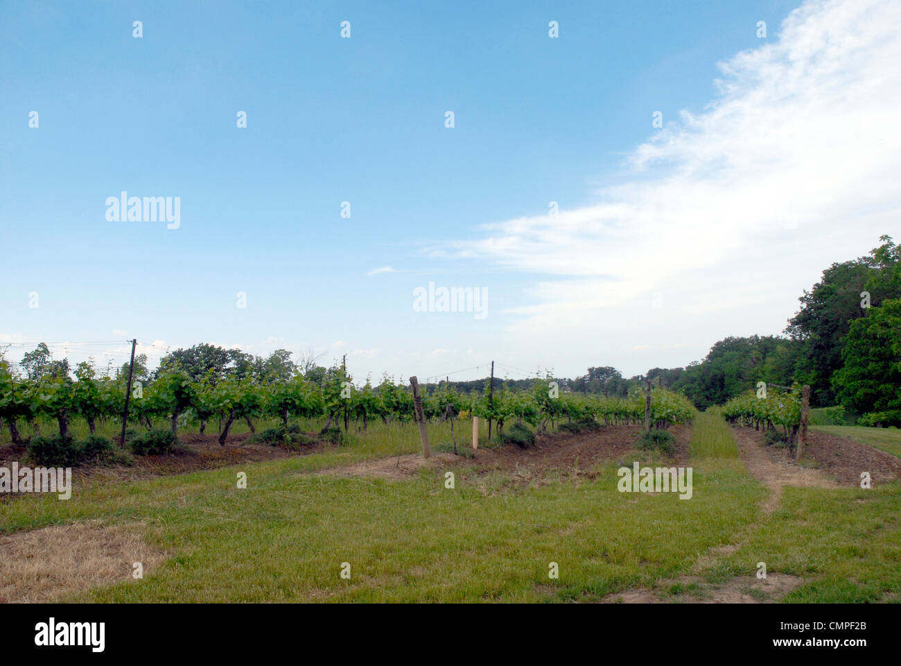 Vineyard in Summer, Beamsville, Ontario Stock Photo - Alamy