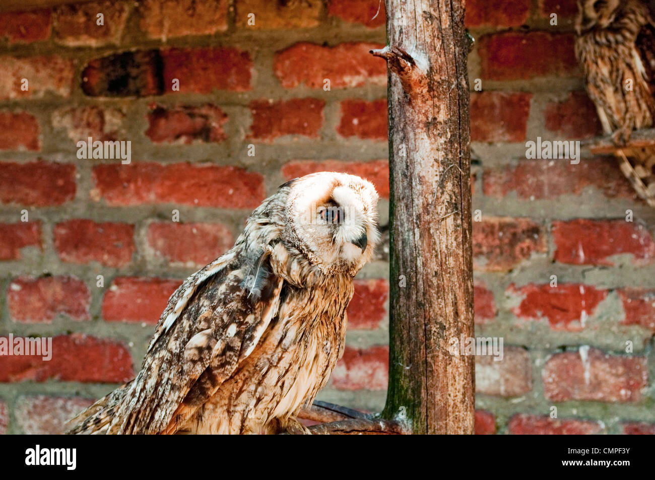 Owl in cage Stock Photo - Alamy