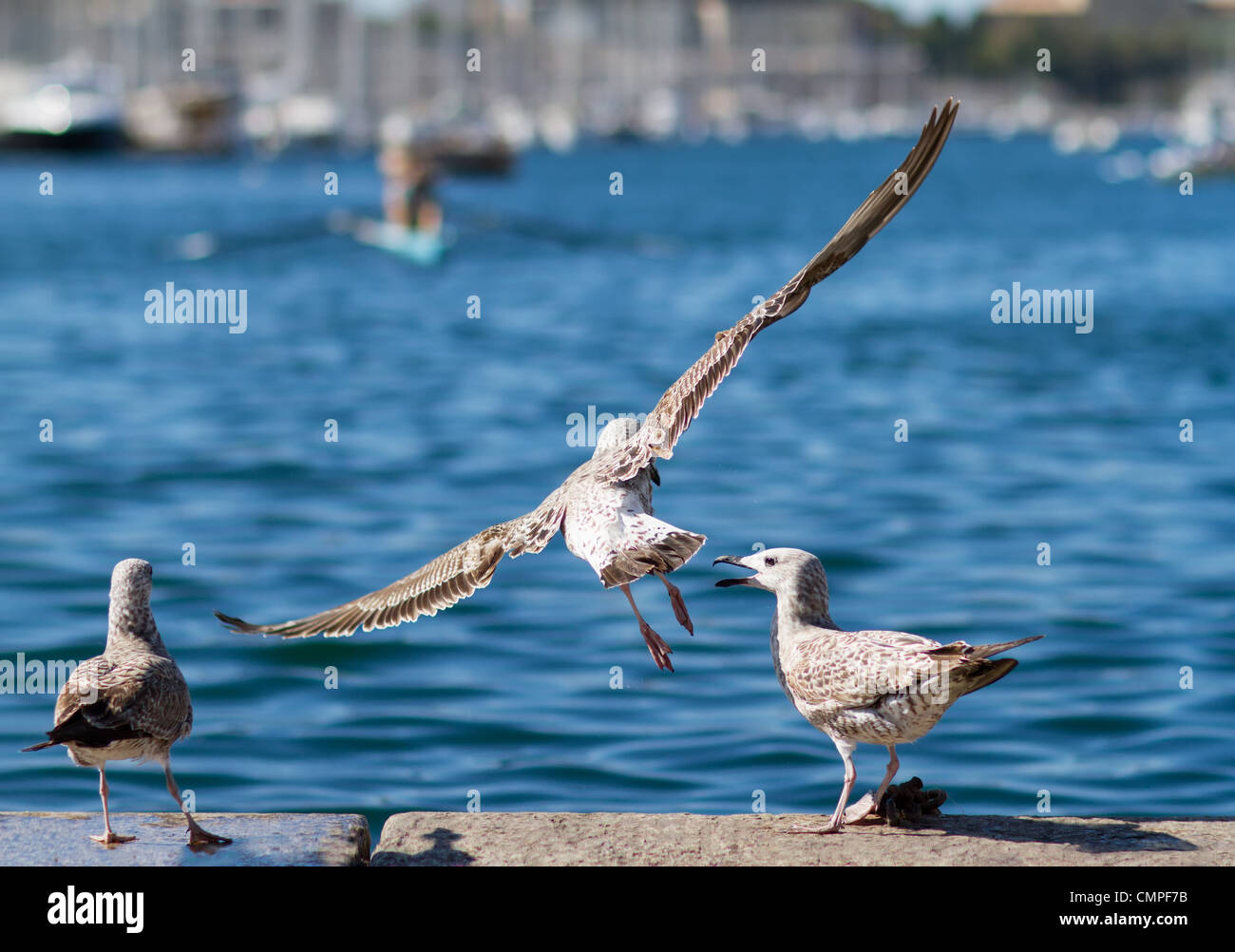Seagull aggressive hi-res stock photography and images - Alamy