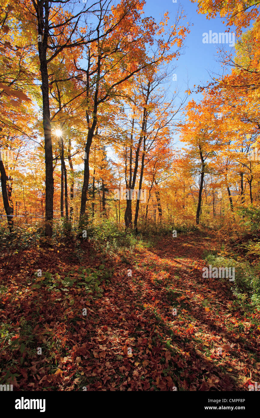 Sugar Maple Trees in Fall, Bas-Saint-Laurent Region, Saint-Simon ...