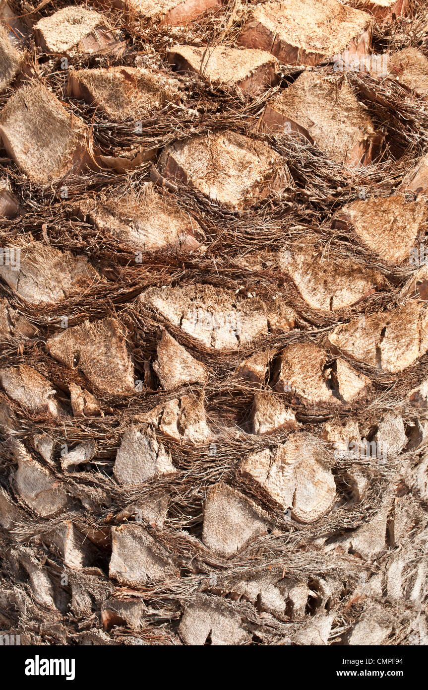 Palm tree texture Stock Photo - Alamy