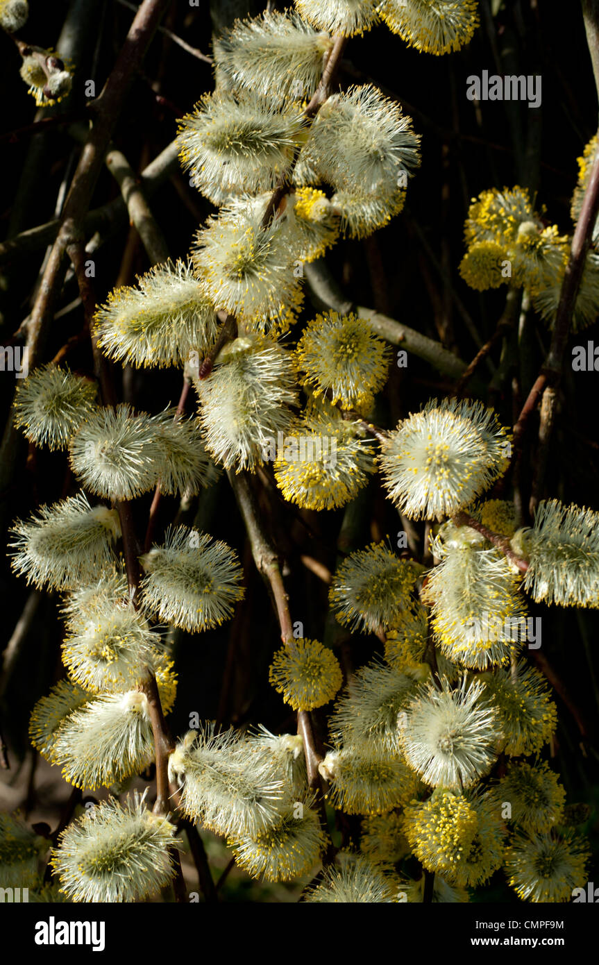 Willow tree flower hi-res stock photography and images - Alamy