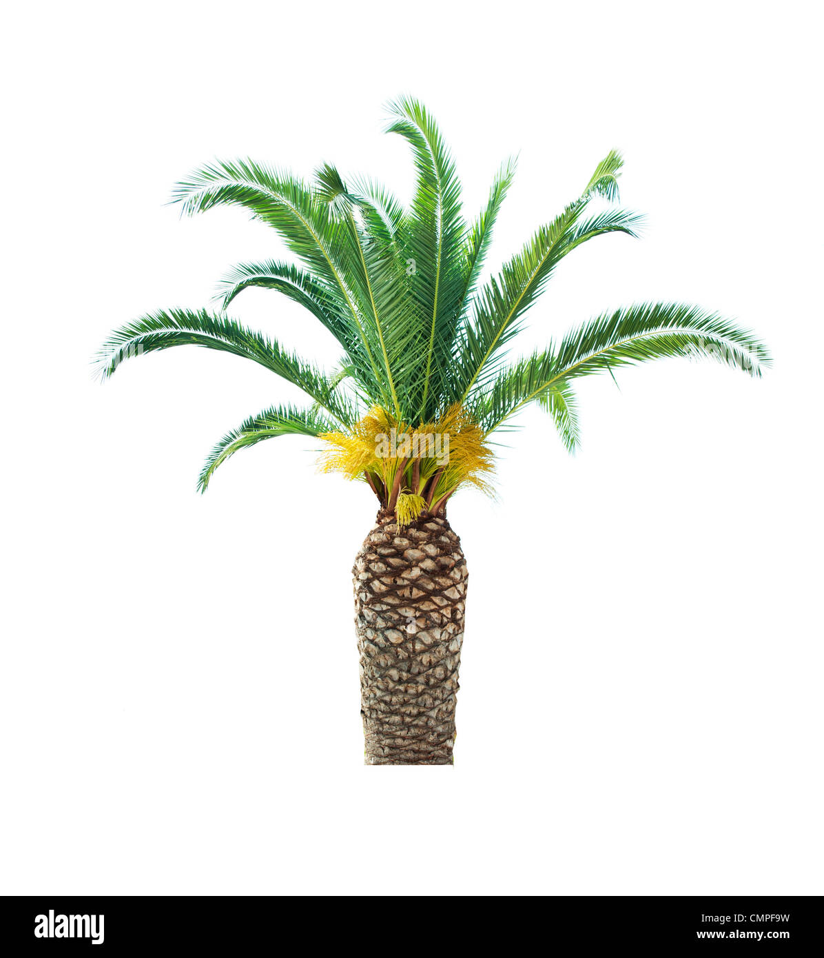 Palm tree isolated on white background Stock Photo - Alamy