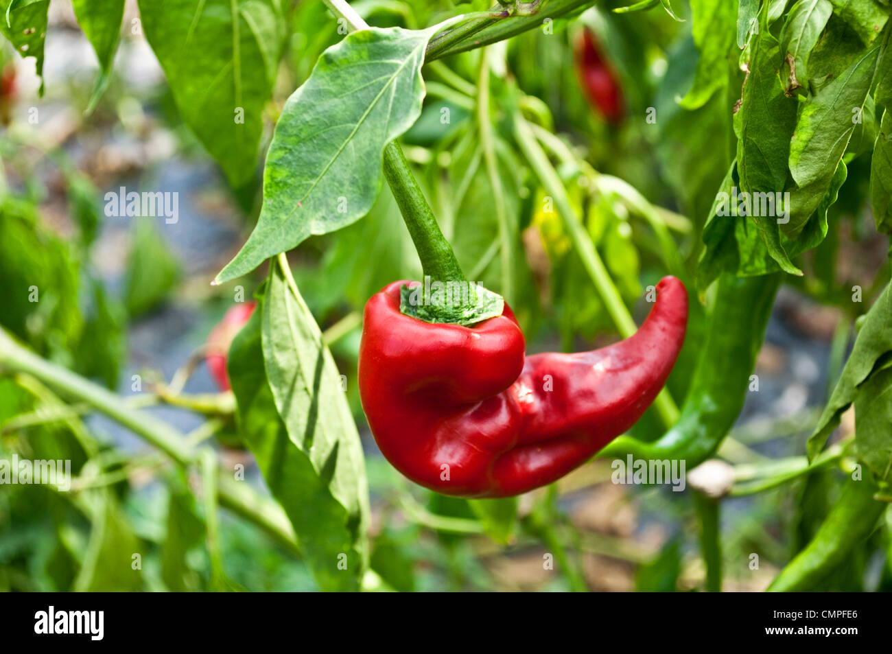 Red pepper in garden Stock Photo - Alamy
