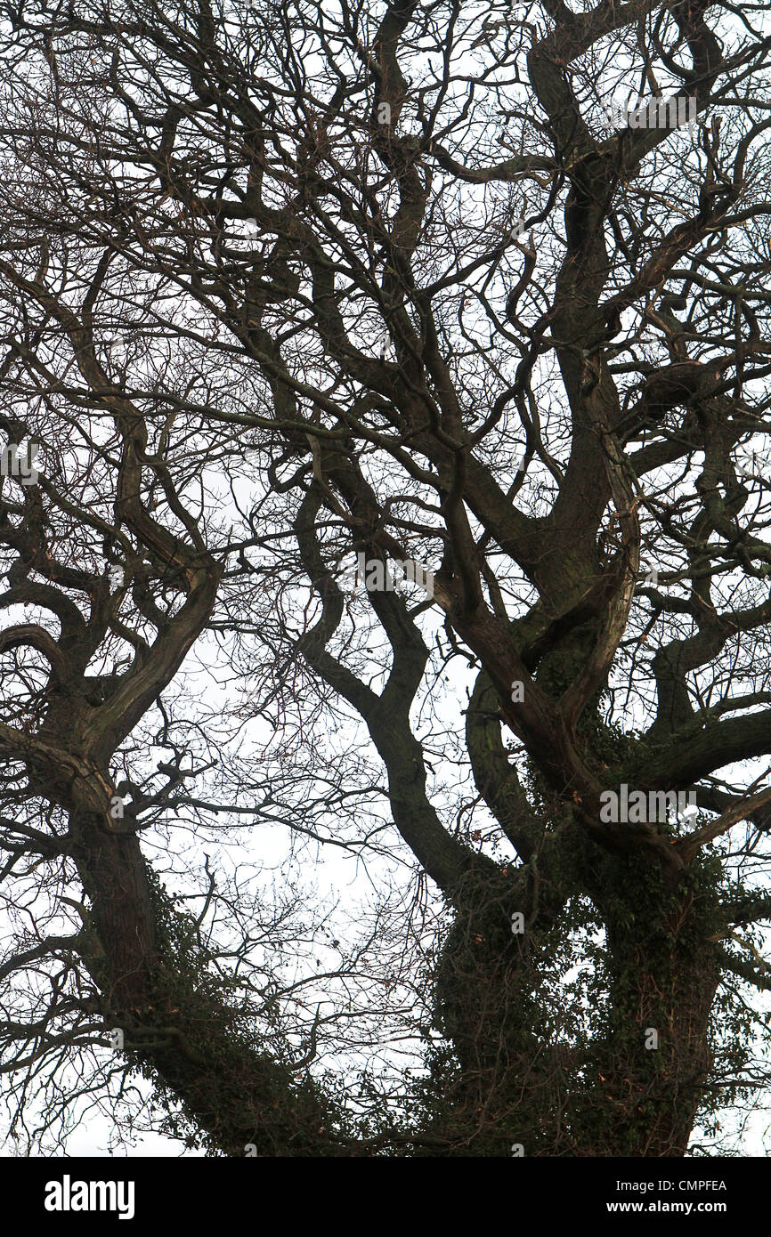 Branched treetop of a british oak in wintertime Stock Photo - Alamy