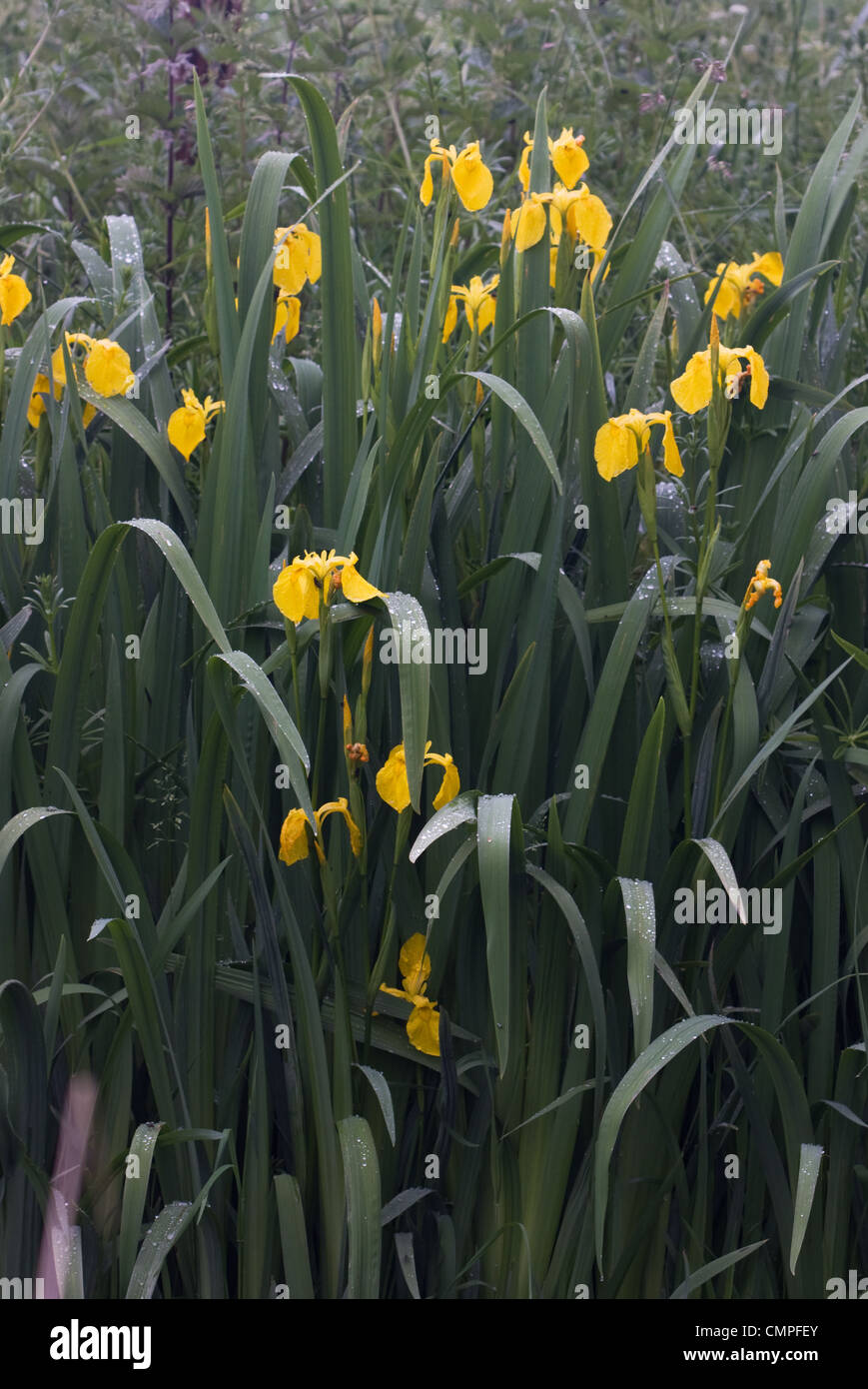 Swamp iris iris pseudacorus hi-res stock photography and images - Alamy