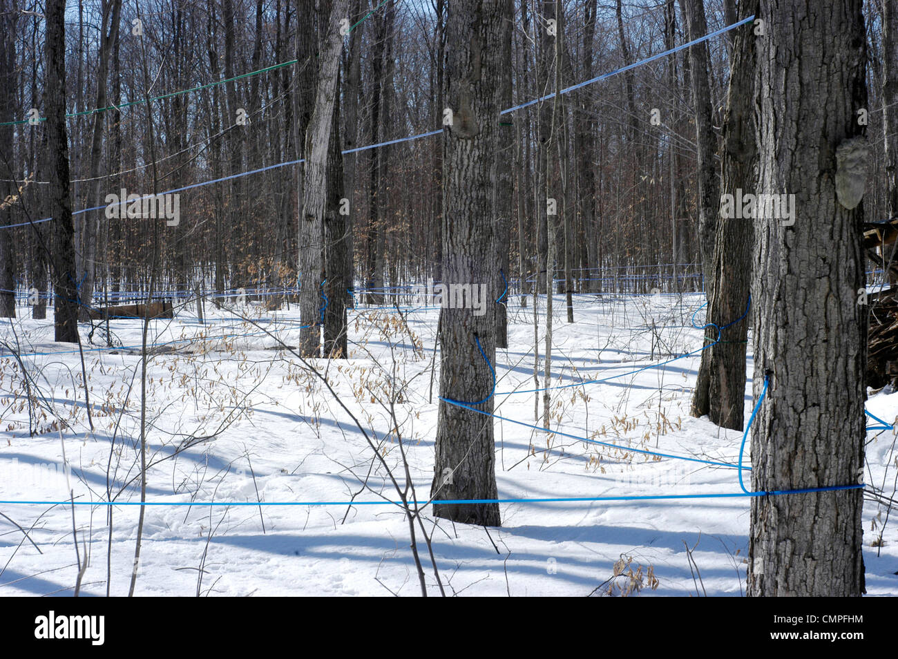 Taps in Maple Trees using Plastic Tubing for Sap Collection, Trillium ...