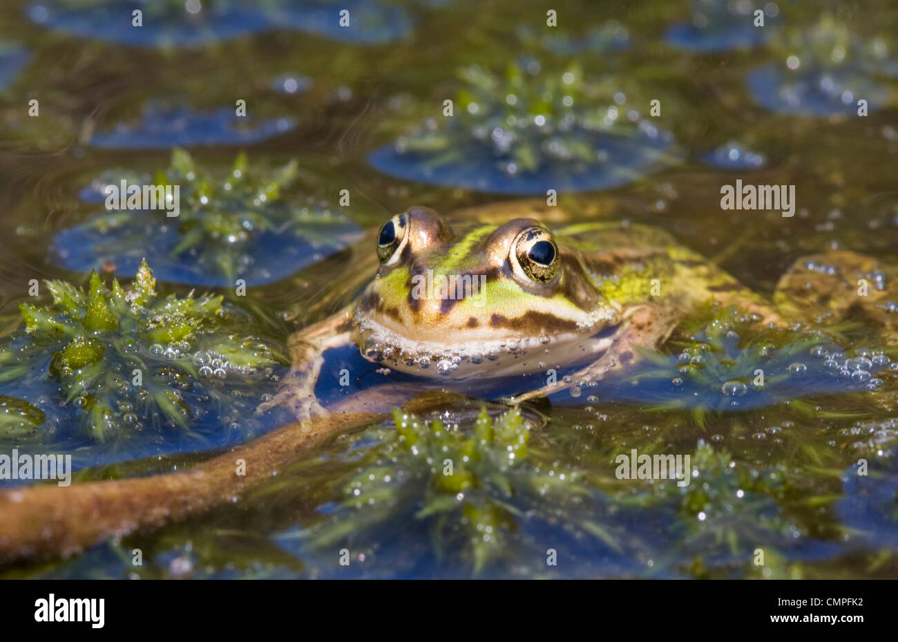 Young Marsh Frog in a bog with peat moss Stock Photo - Alamy