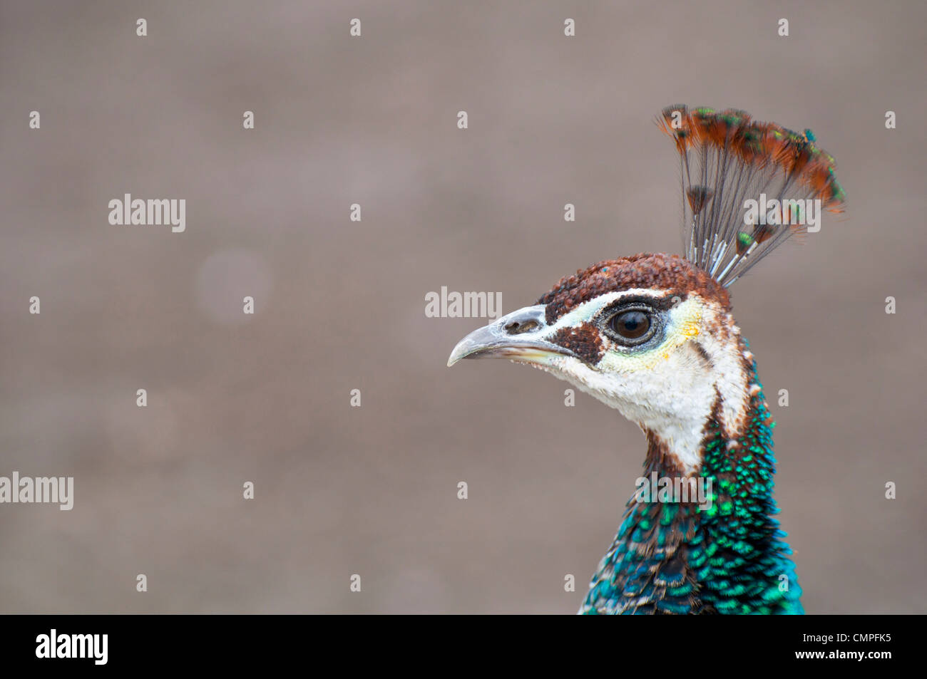 Beautiful peacock portrait Stock Photo - Alamy