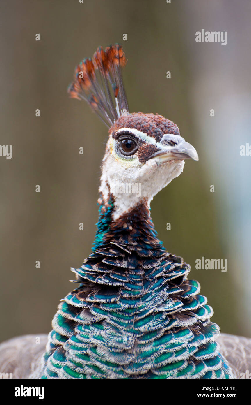 Peacock posture hi-res stock photography and images - Alamy