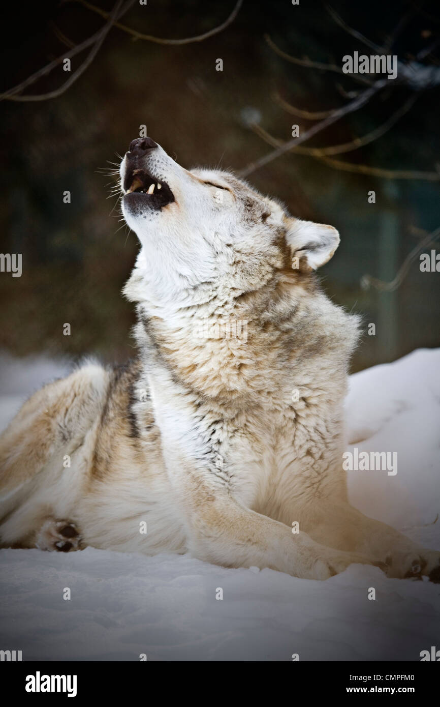 Saskatoon winter hi-res stock photography and images - Alamy