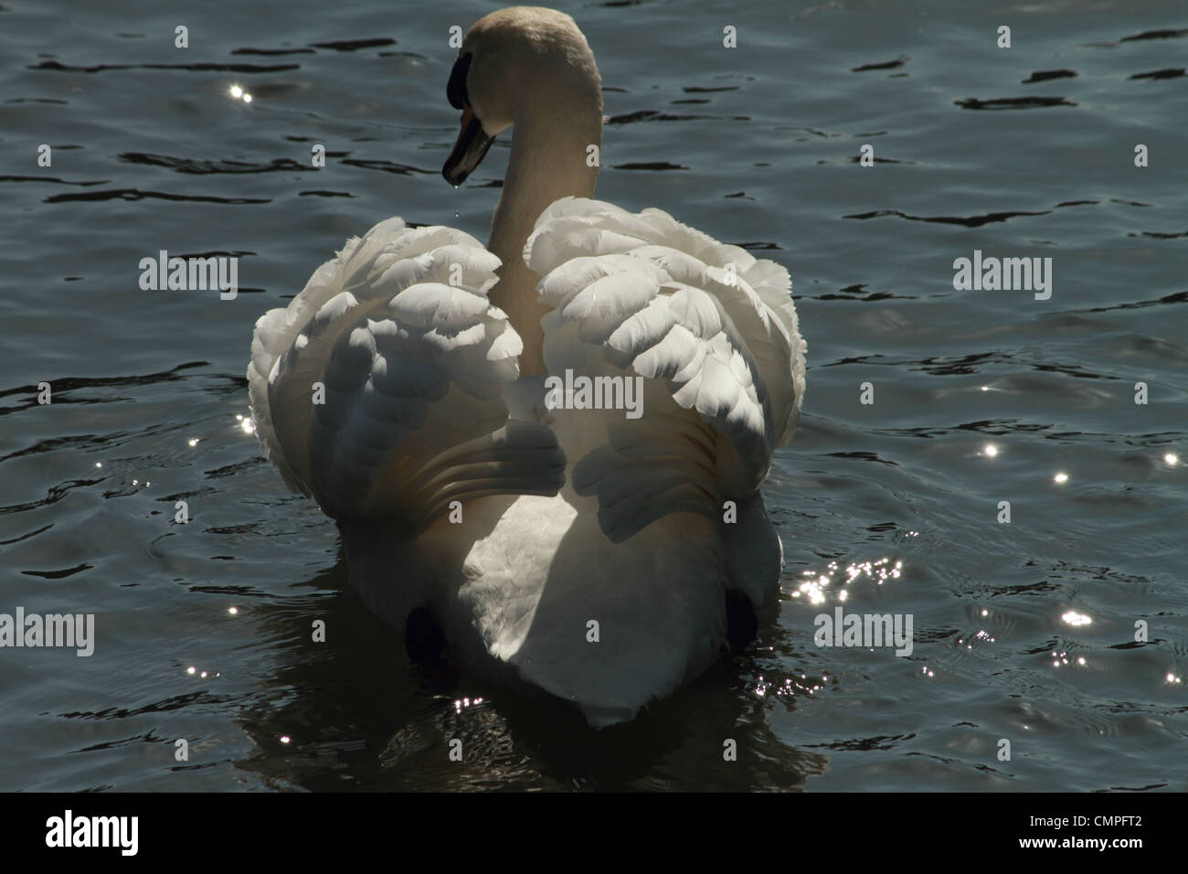 Sailing swan hi-res stock photography and images - Alamy