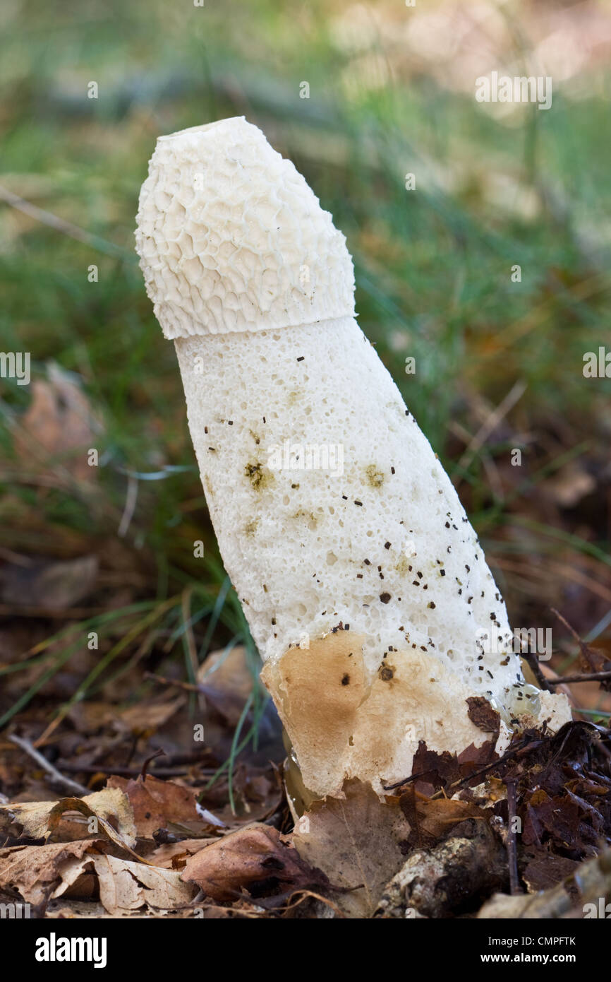 Common stinkhorn (Phallus impudicus), a toadstool with an unpeasant ...