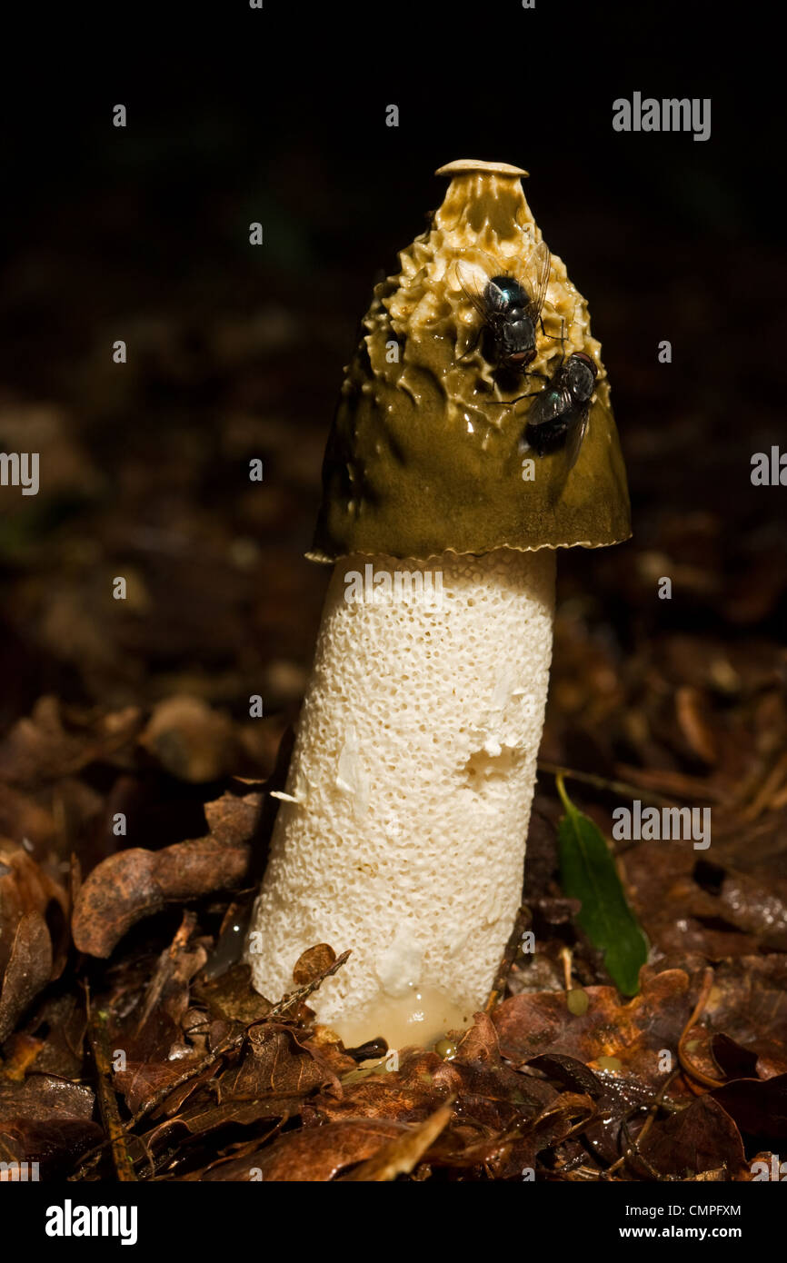 Flies on head common stinkhorn hi-res stock photography and images - Alamy