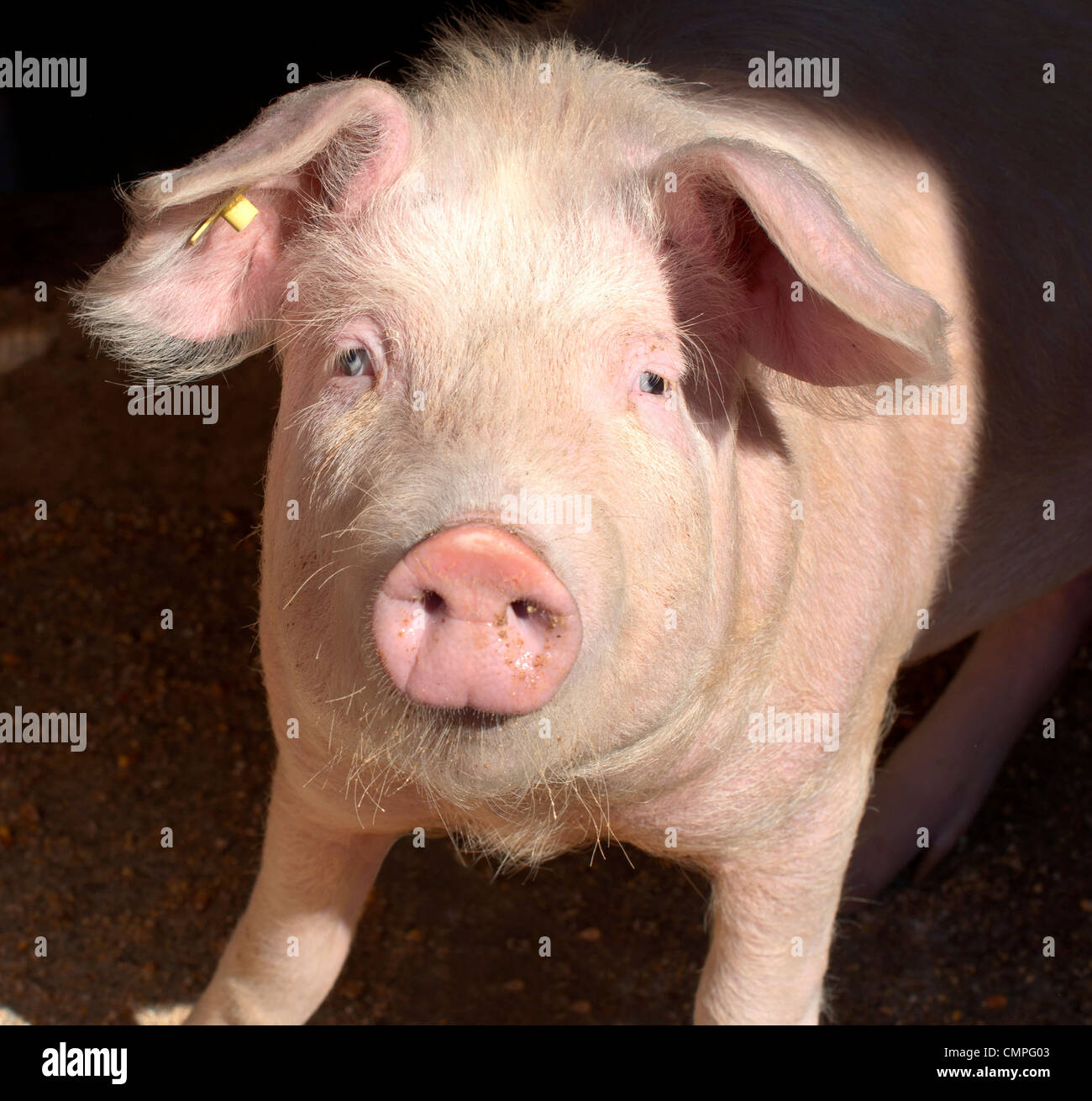 Stink pig hi-res stock photography and images - Alamy