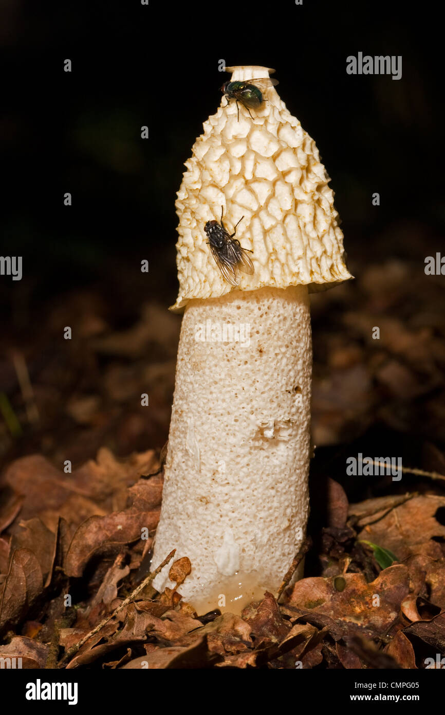 Phallus symbol hi-res stock photography and images - Alamy