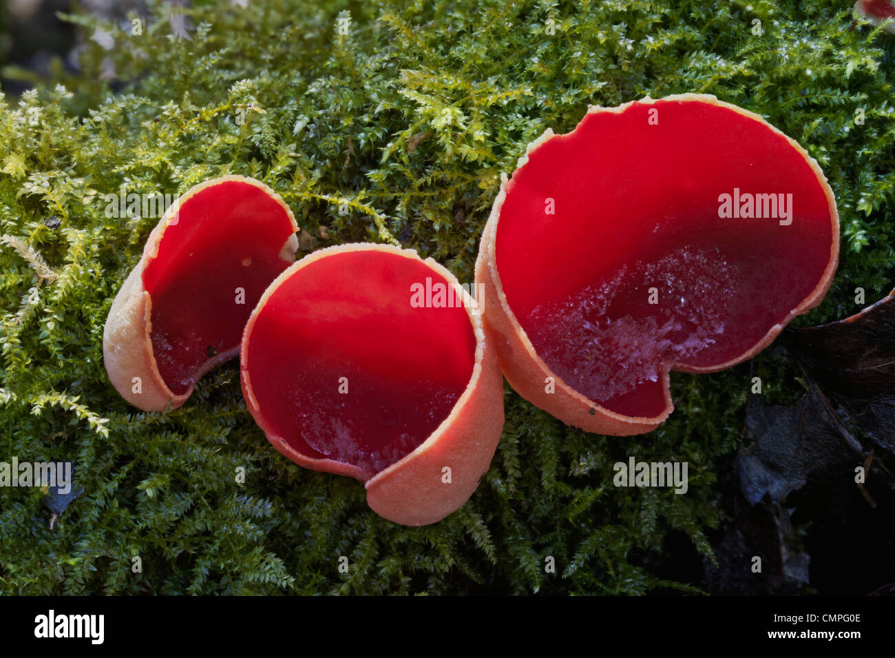 Sarcoscypha coccinea or austriaca scarlet elfcup Stock Photo - Alamy