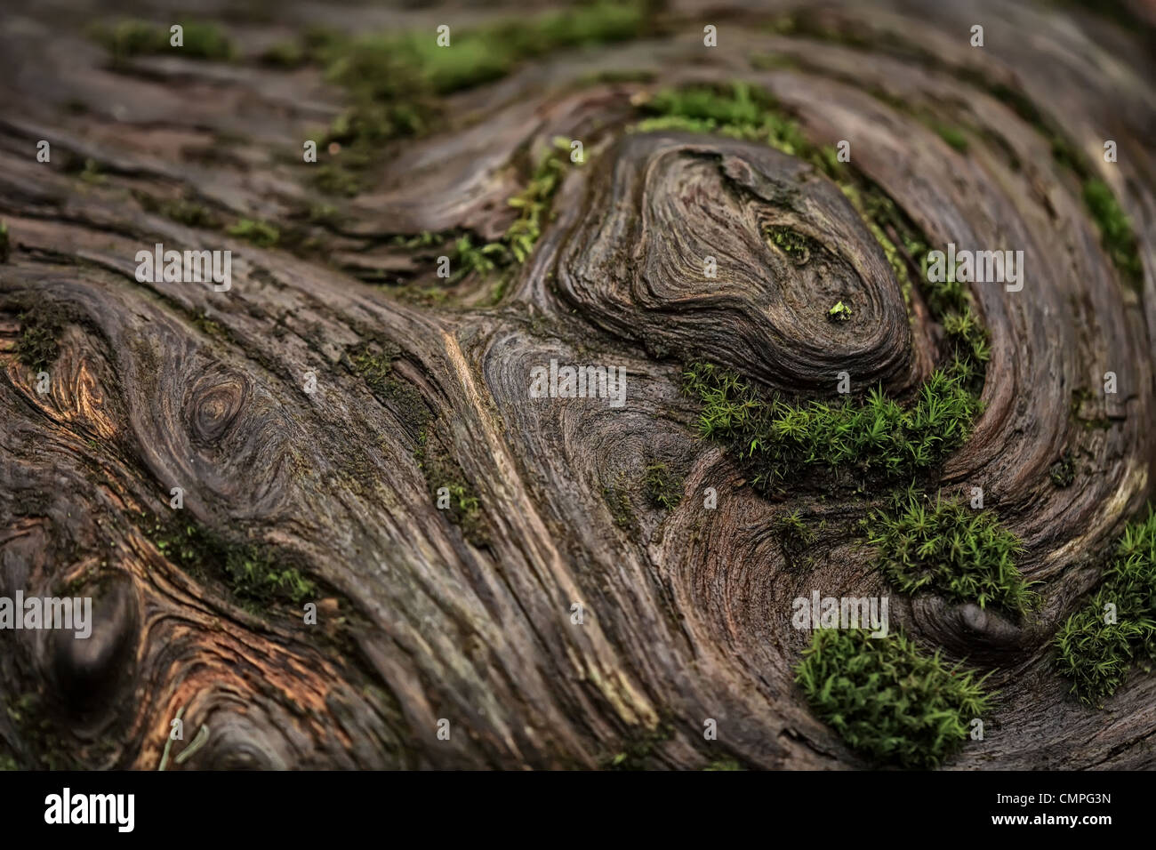 Close up of a knot on a fallen douglas fir tree, Cathedral Grove ...