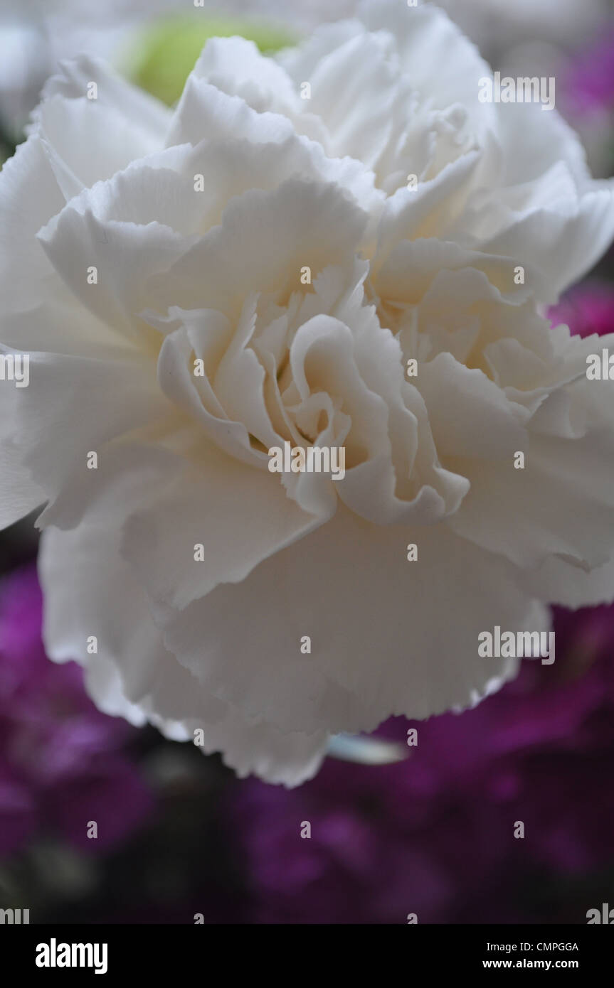 White carnation flower hi-res stock photography and images - Alamy