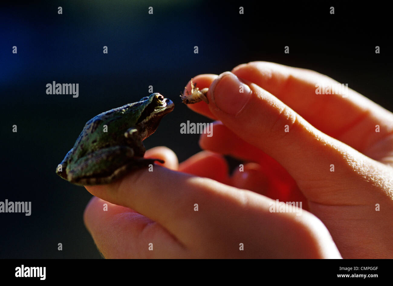 Green tree frog on young girls hand and she is feeding the frog ...