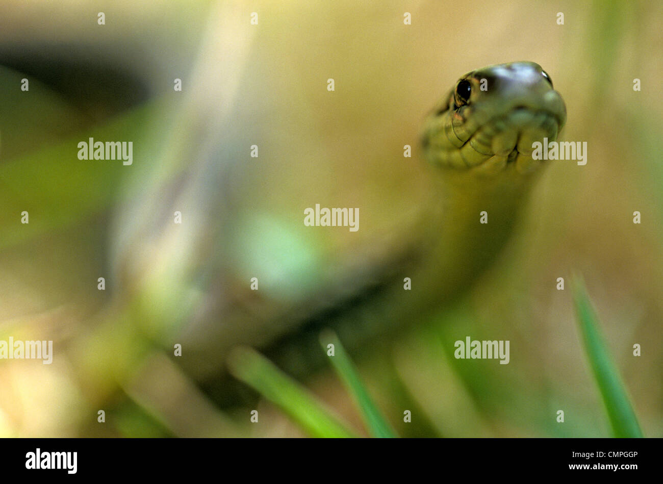 Garter snake slipping slithering through grass Stock Photo - Alamy