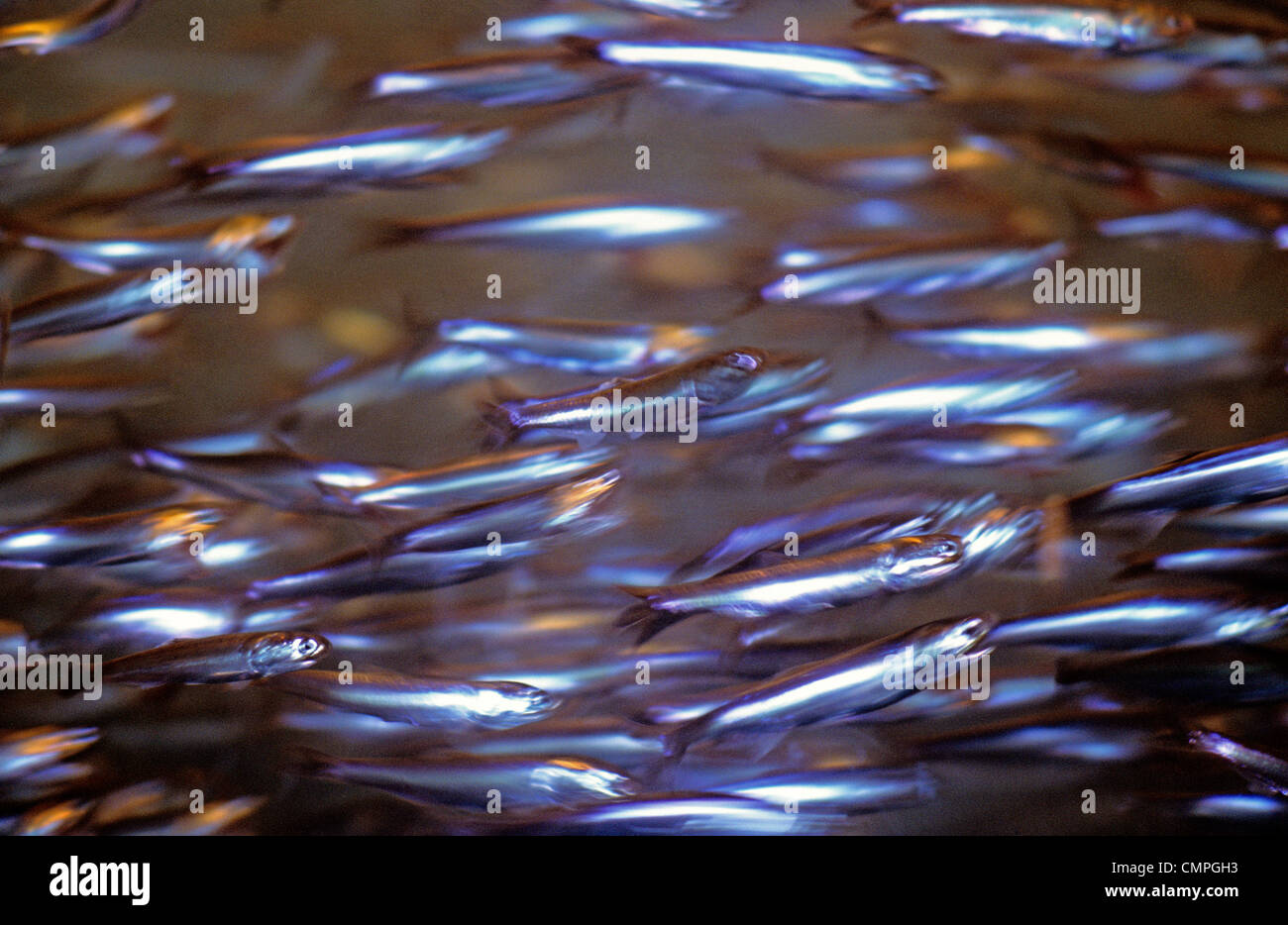 Anchovies in water tank hi-res stock photography and images - Alamy