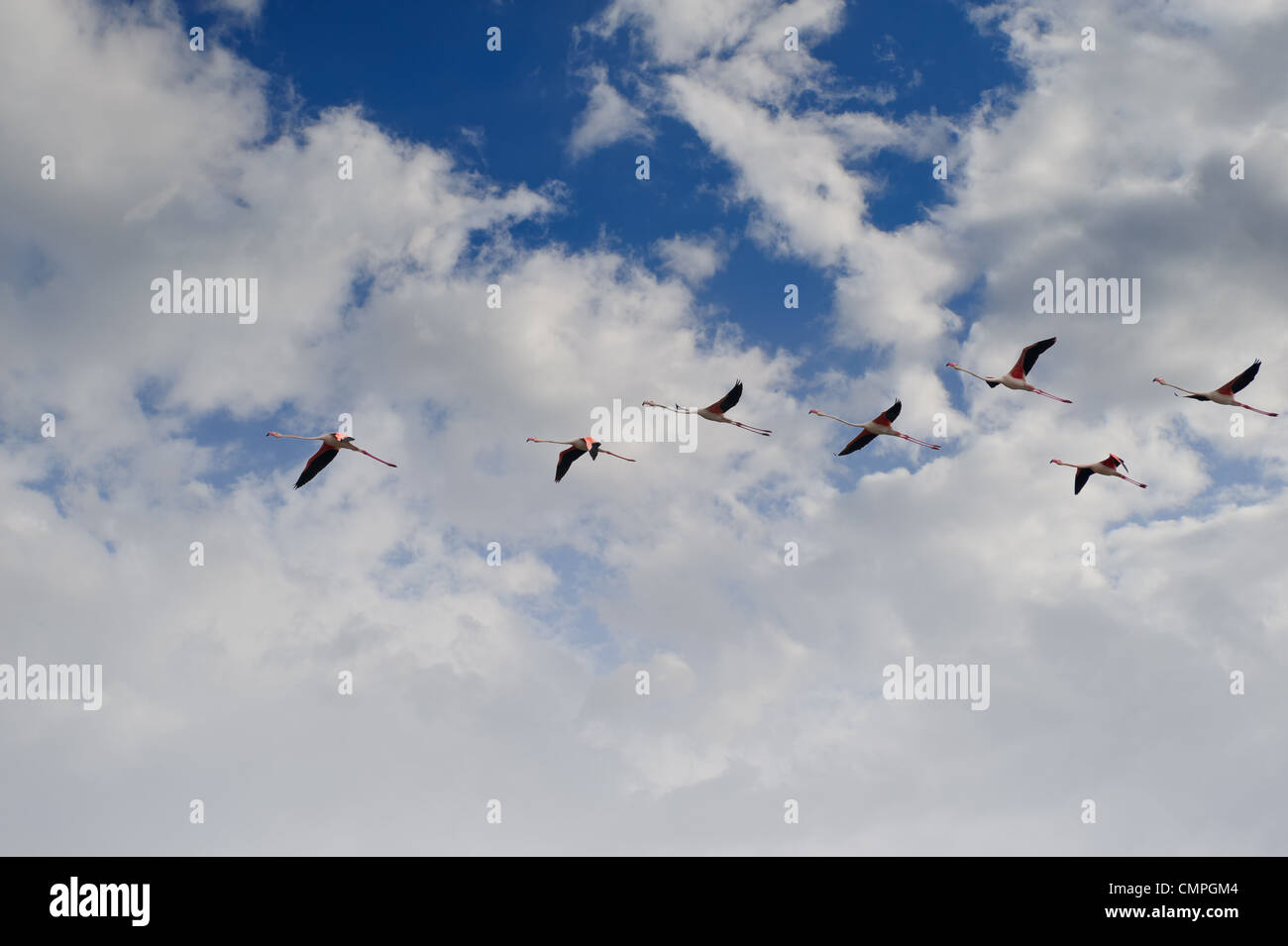 Flying flamingo flight in the blue sky Stock Photo - Alamy