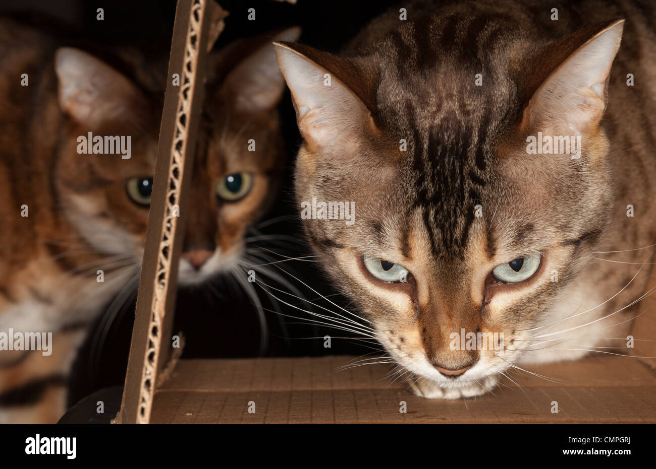 Bengal kitten seeking food and pushing its head through a cardboard box ...