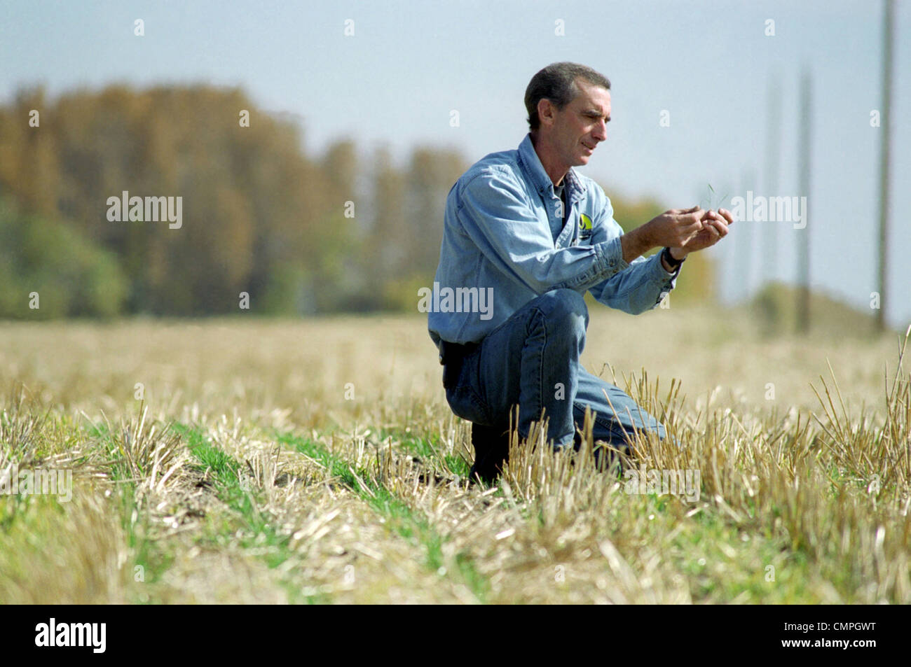 Farmer Inspecting Crop, Minnedosa, Manitoba Stock Photo - Alamy