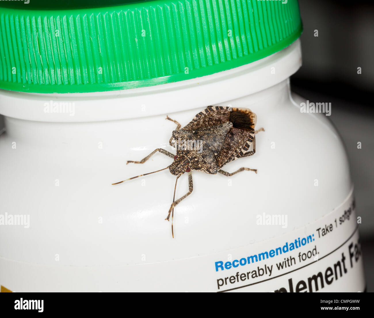 Macro shot of stink bug on a bottle of vitamins or food supplement ...