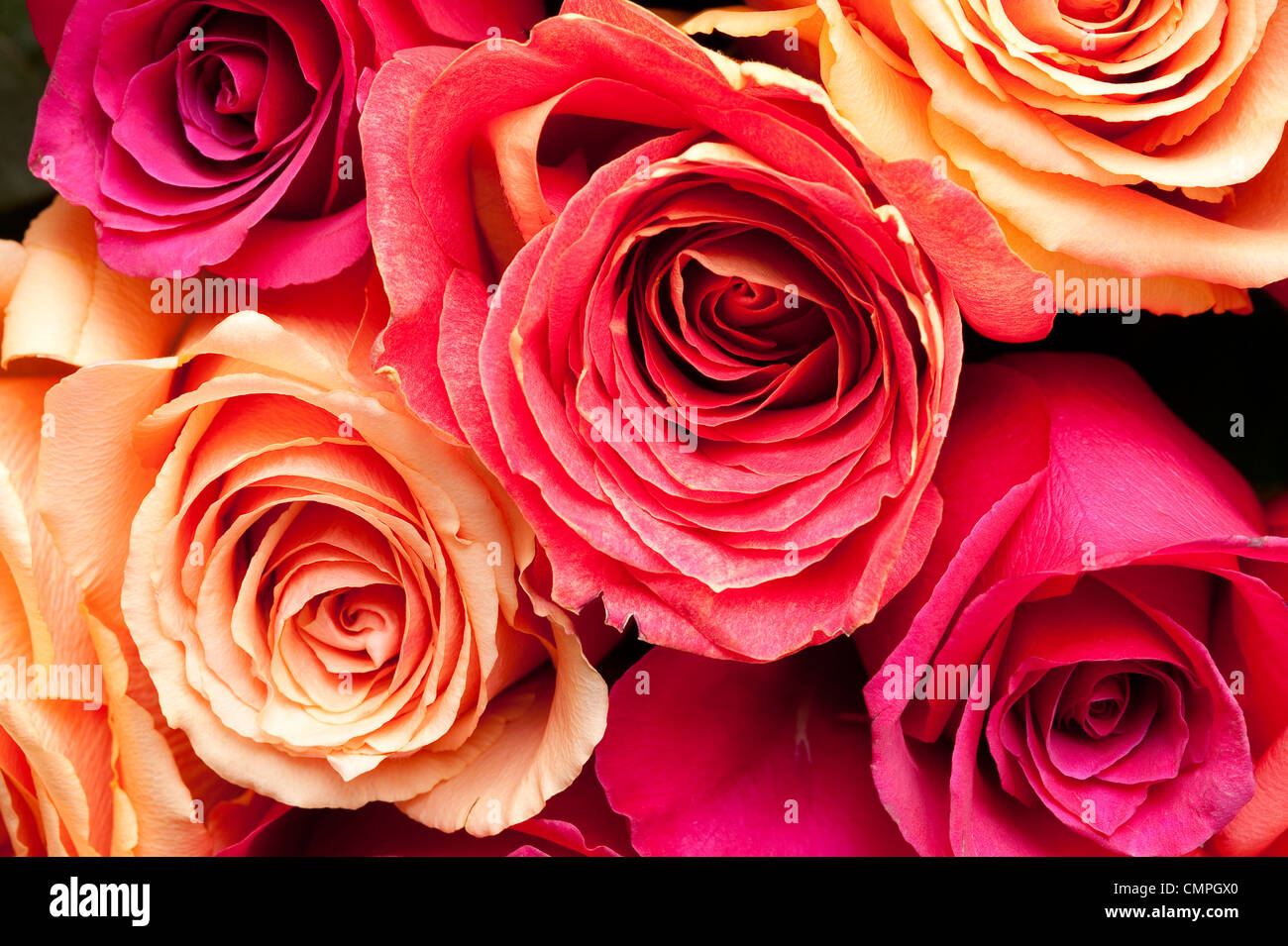 Red, yellow and pink roses bunched together close-ups bouquet Stock ...