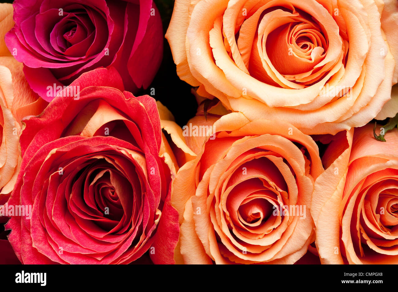 Red, yellow and pink roses bunched together close-ups bouquet Stock ...