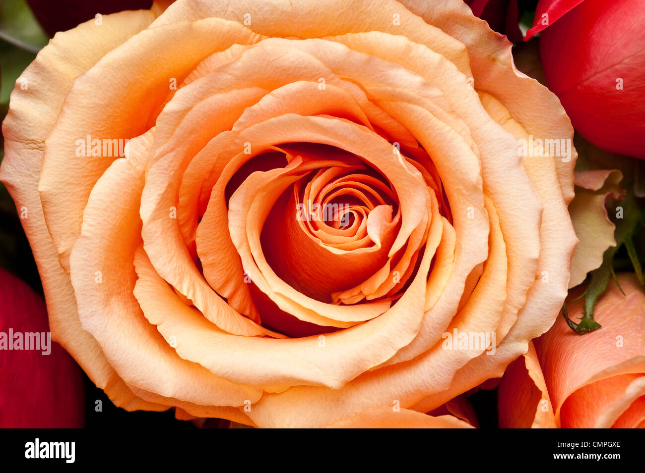 Red, yellow and pink roses bunched together close-ups bouquet Stock ...