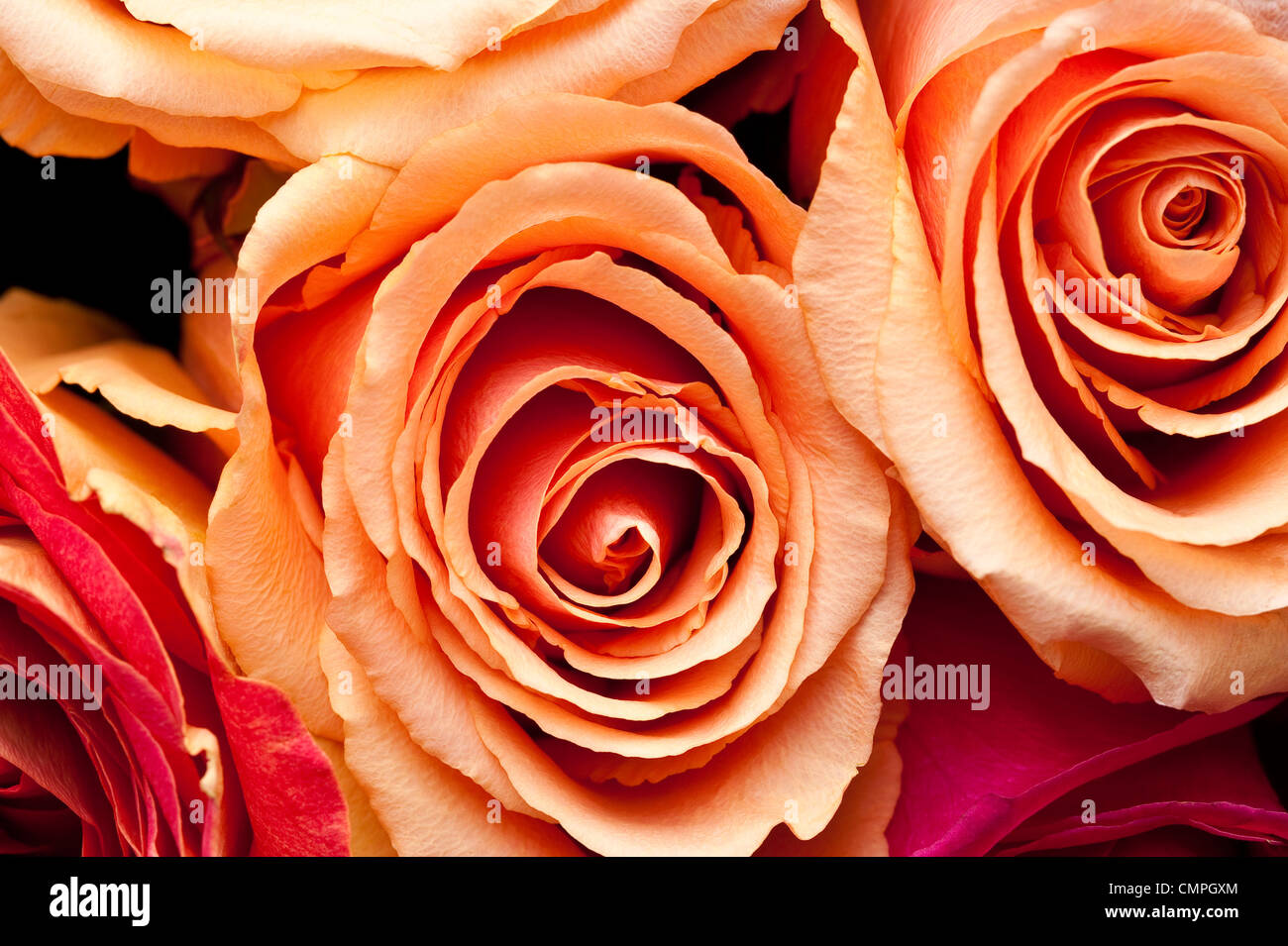 Red roses bunched together hi-res stock photography and images - Alamy