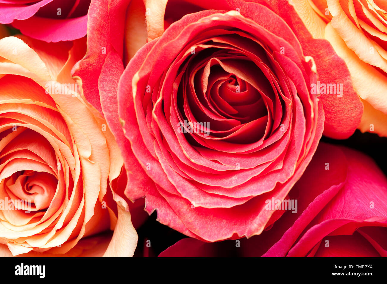 Red, yellow and pink roses bunched together close Stock Photo - Alamy