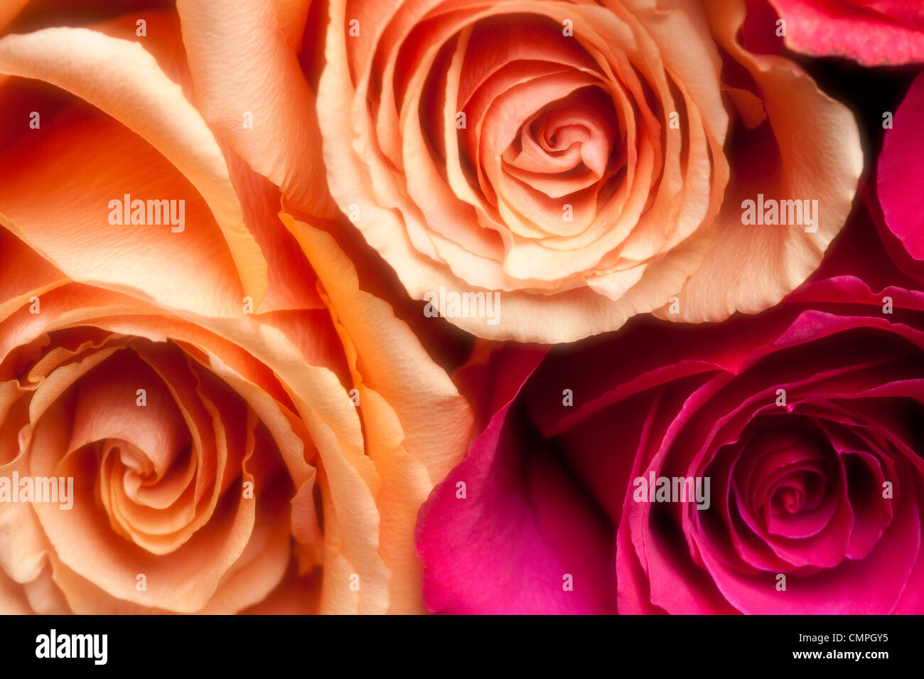 Red, yellow and pink roses bunched together close-ups bouquet Stock ...
