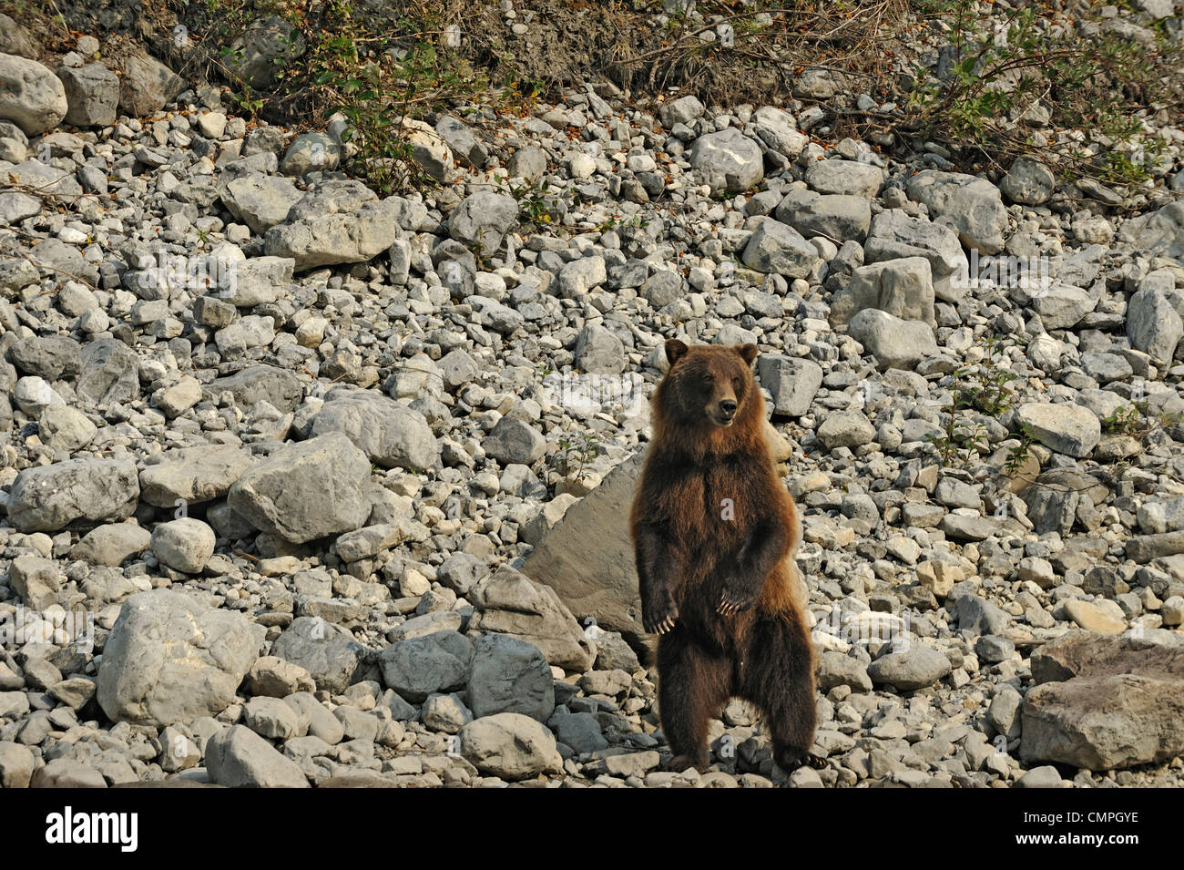 Grizzly Bear standing on the banks of the South Nahanni River, Nahanni ...
