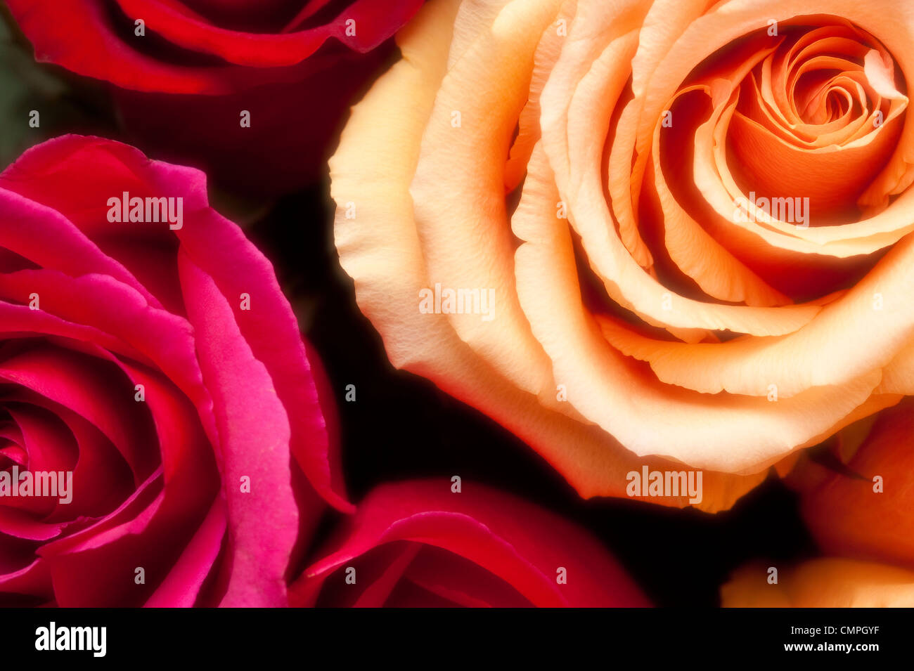 Red, yellow and pink roses bunched together close-ups bouquet Stock ...