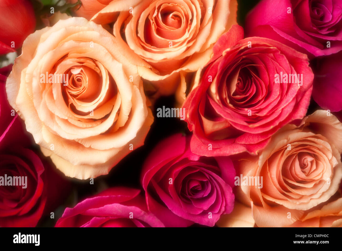 Red, yellow and pink roses bunched together close-ups bouquet Stock ...