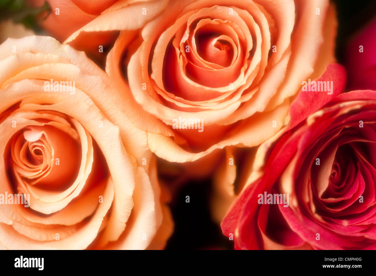 Red, yellow and pink roses bunched together close-ups bouquet Stock ...