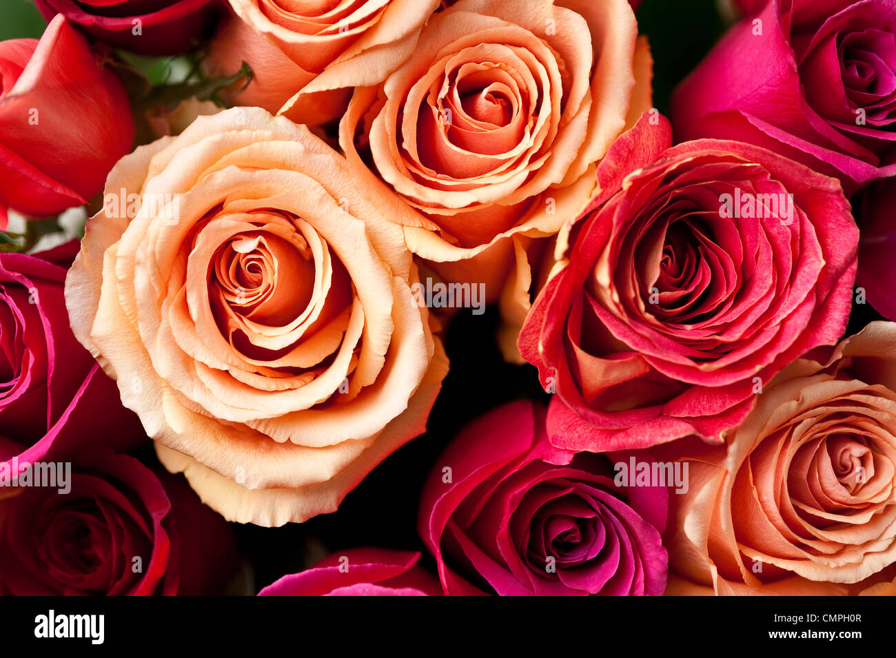 Red, yellow and pink roses bunched together close-ups bouquet Stock ...