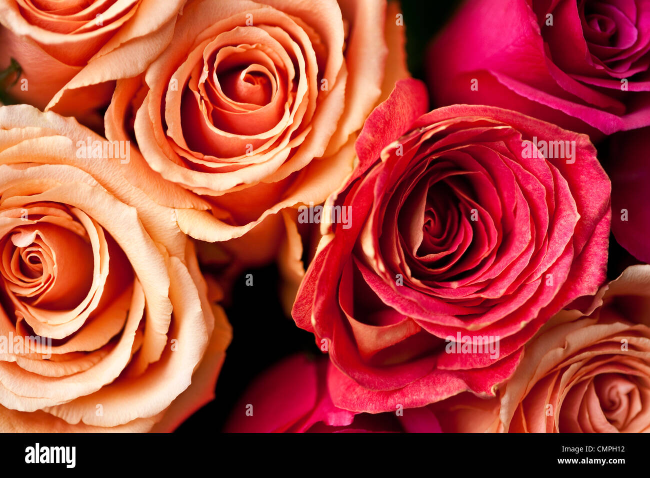 Red, yellow and pink roses bunched together close-ups bouquet Stock ...